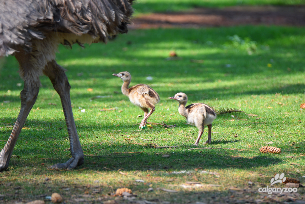 Calgary Zoo welcomes baby rhea chicks | CityNews Calgary
