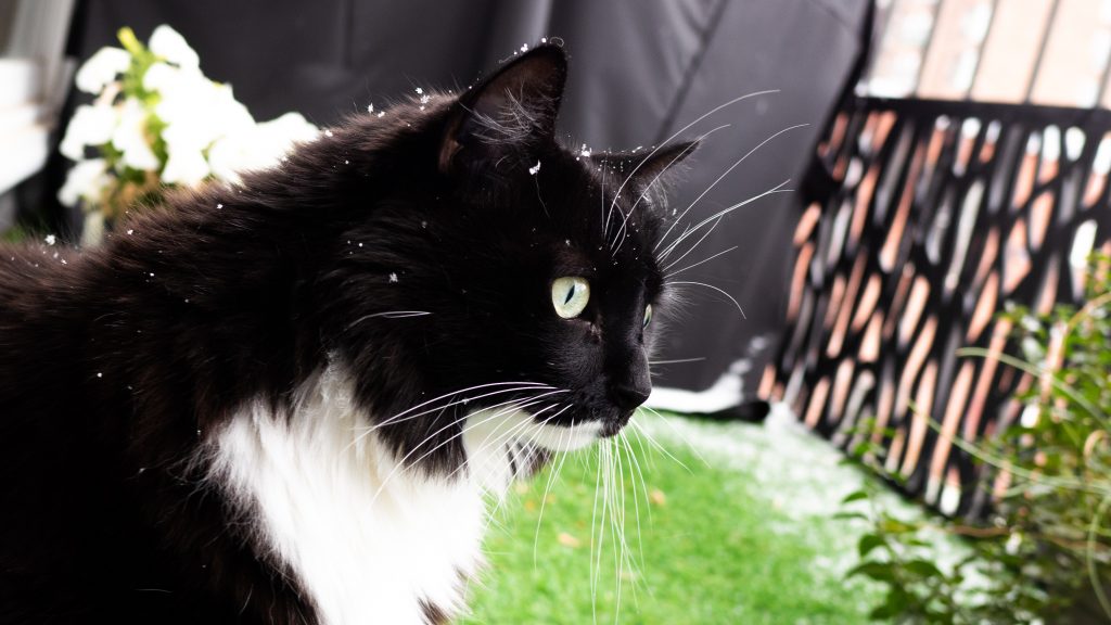 Feline anguish: New research helps decipher cat pain | CityNews Calgary