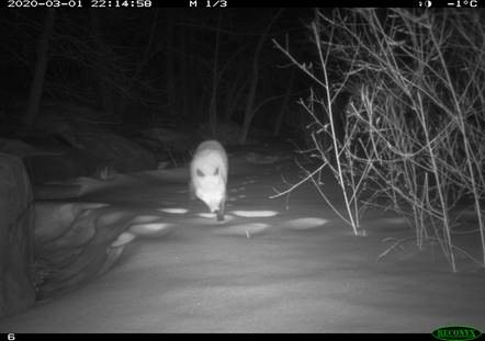 Do you know these animals? City of Calgary wants your help to identify ...