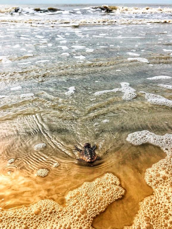 Federally protected sea turtles begin nesting in Georgia