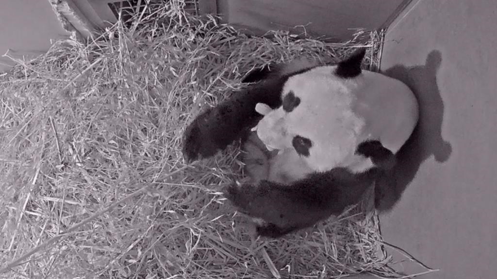 Patter of tiny paws: Giant panda gives birth at Dutch zoo