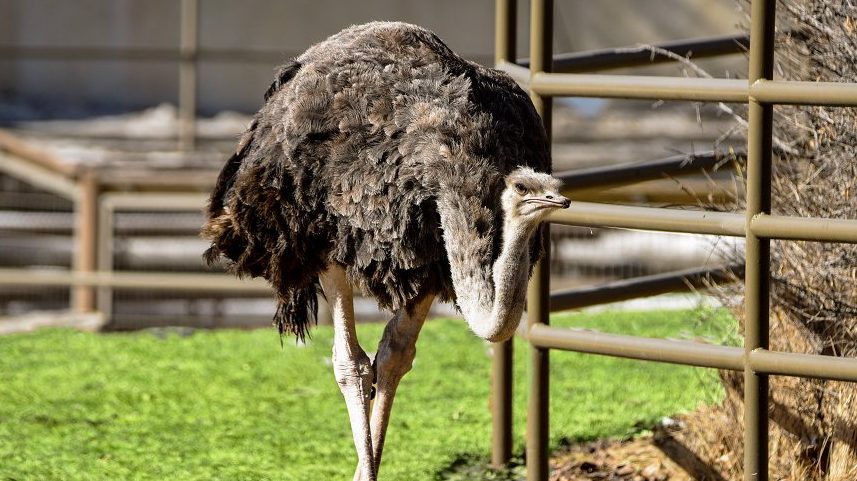 Ostrich at Calgary Zoo dies at 28 years old