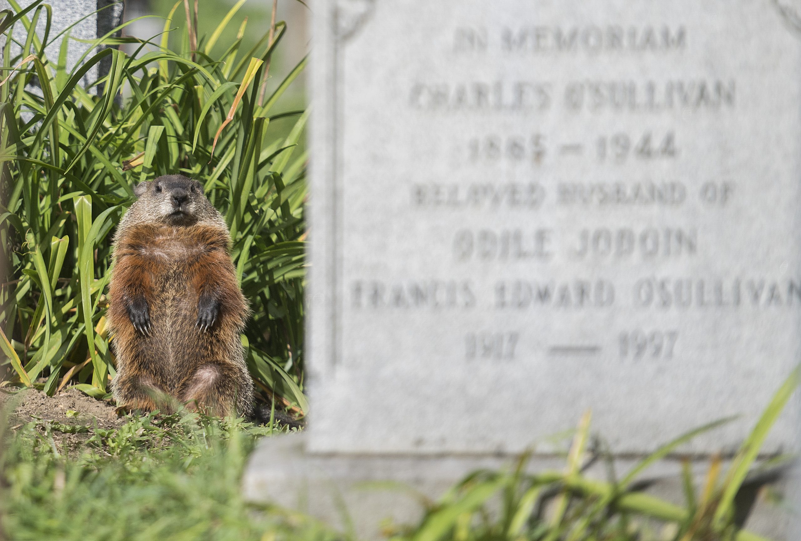 Groundhogs occasionally digging up bones, coffin pieces at Montreal ...