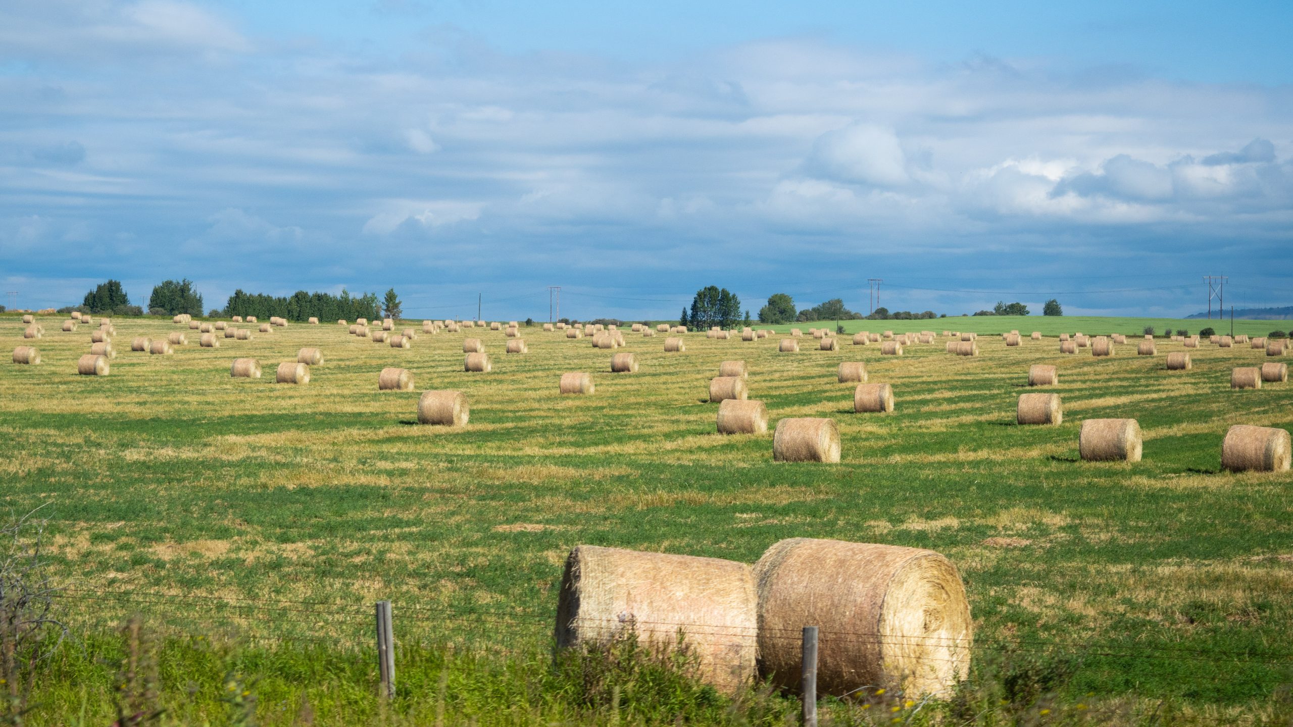 Reports project record year for Alberta agriculture industry