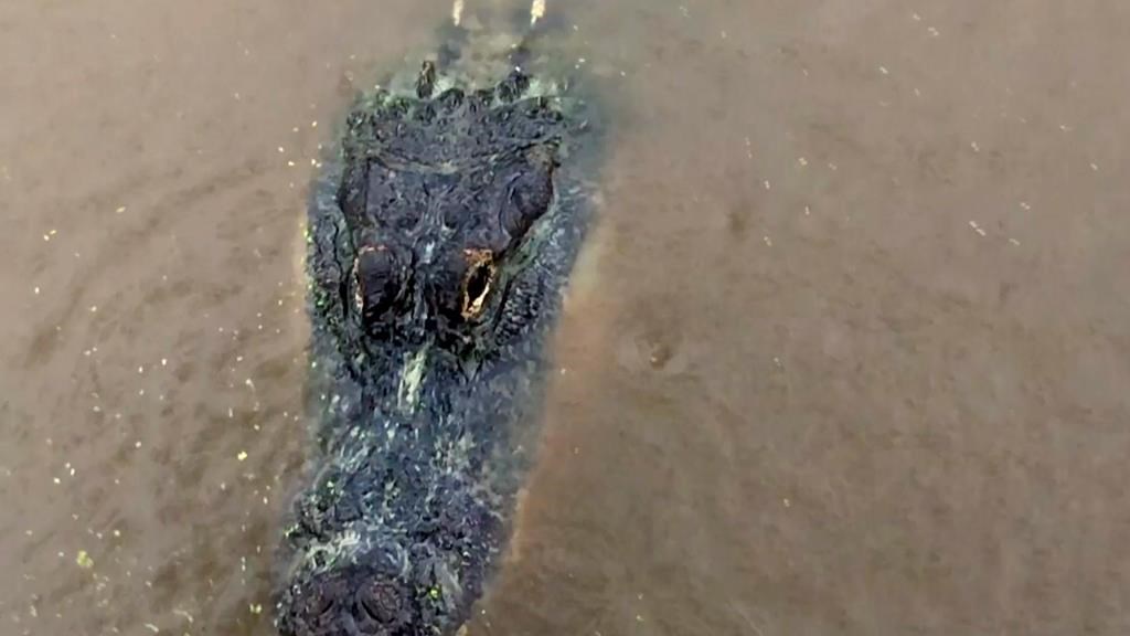 Florida man charged after trying to throw live gator onto roof to ...