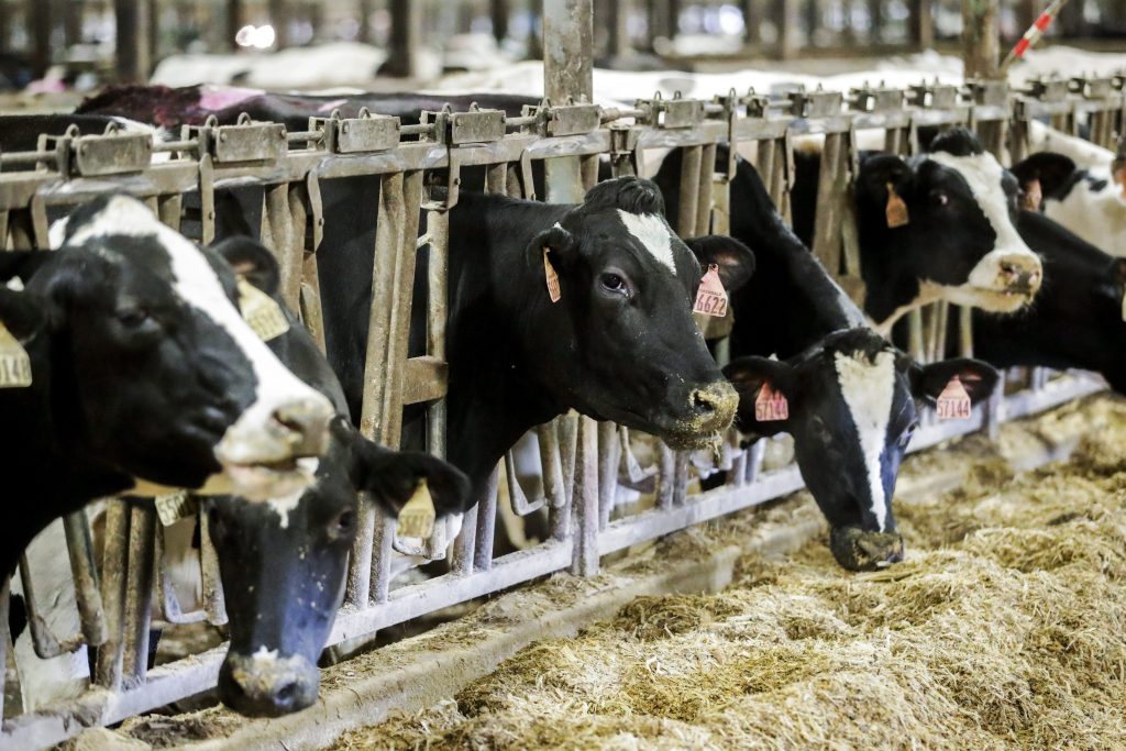 U.S. issues challenge to Canada's dairy quotas in first test of new ...