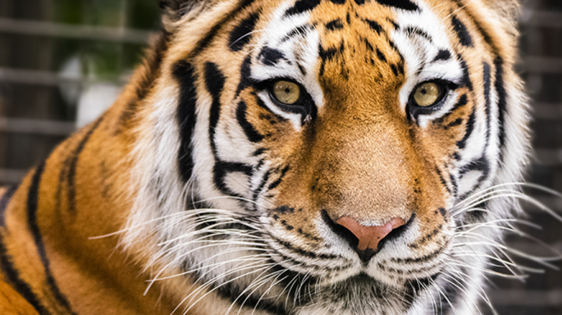 Calgary Zoo helping its tigers become parents