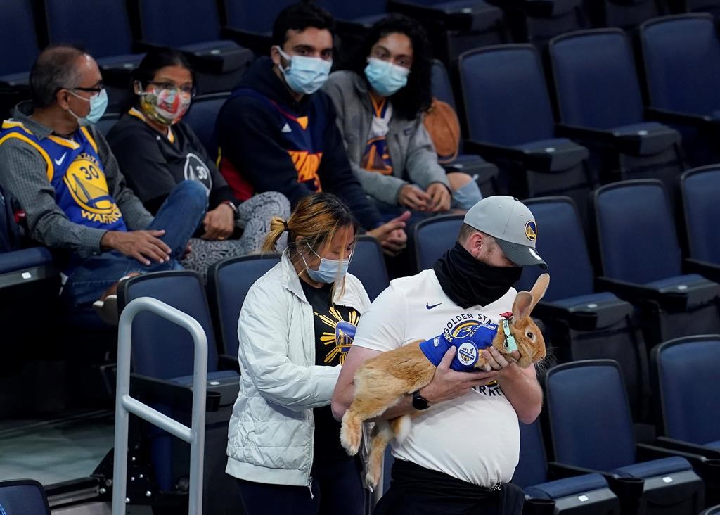 Therapy bunny Alex back as lucky rabbit's foot for Warriors