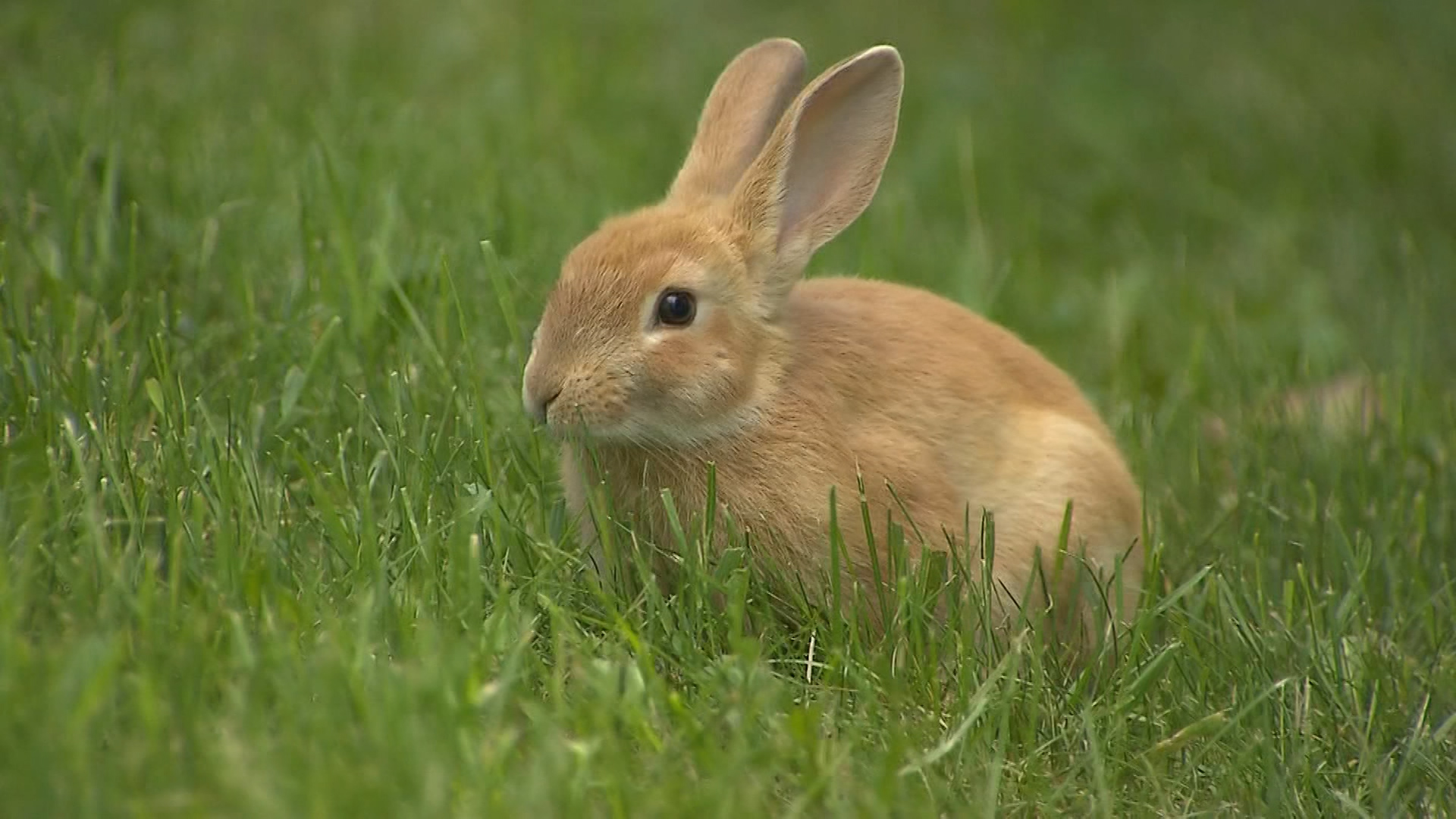 Calgary's feral rabbits threatened by disease | CityNews Calgary