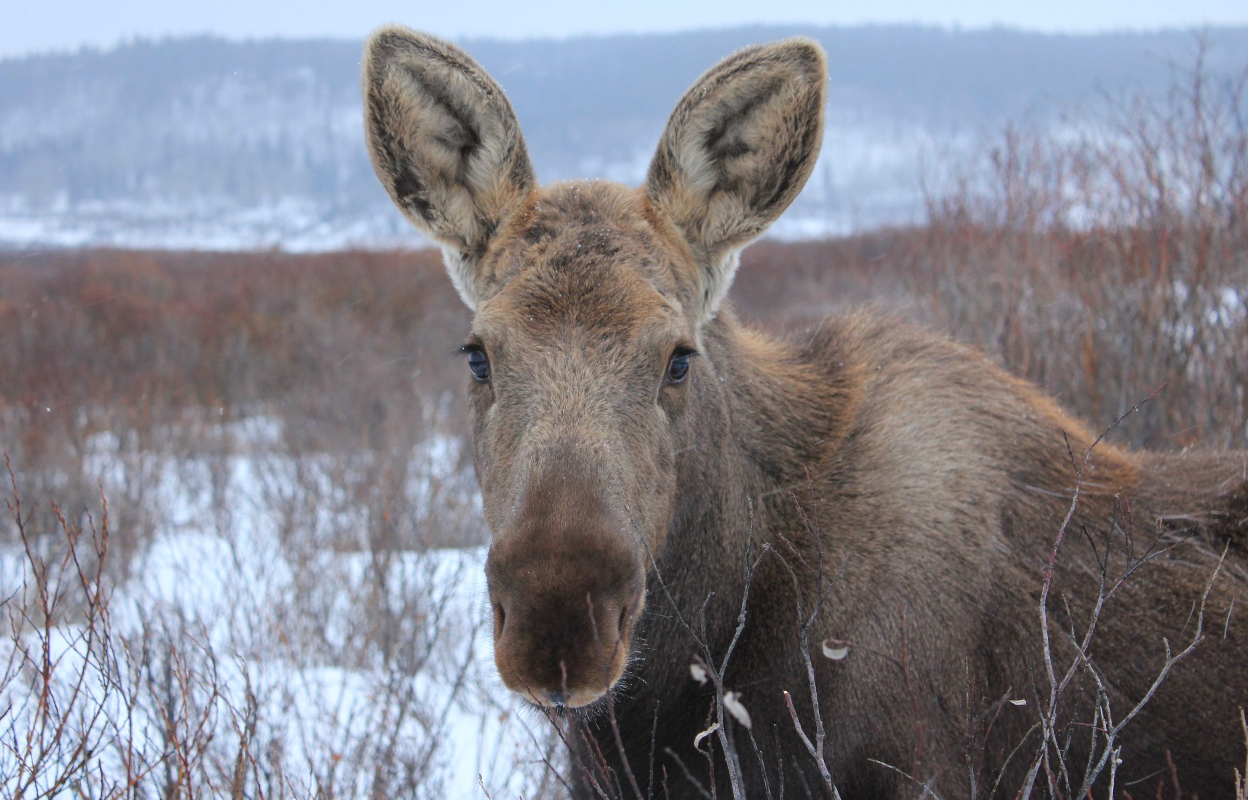 Airdrie RCMP: Motorcyclist hospitalized after hitting moose | CityNews ...