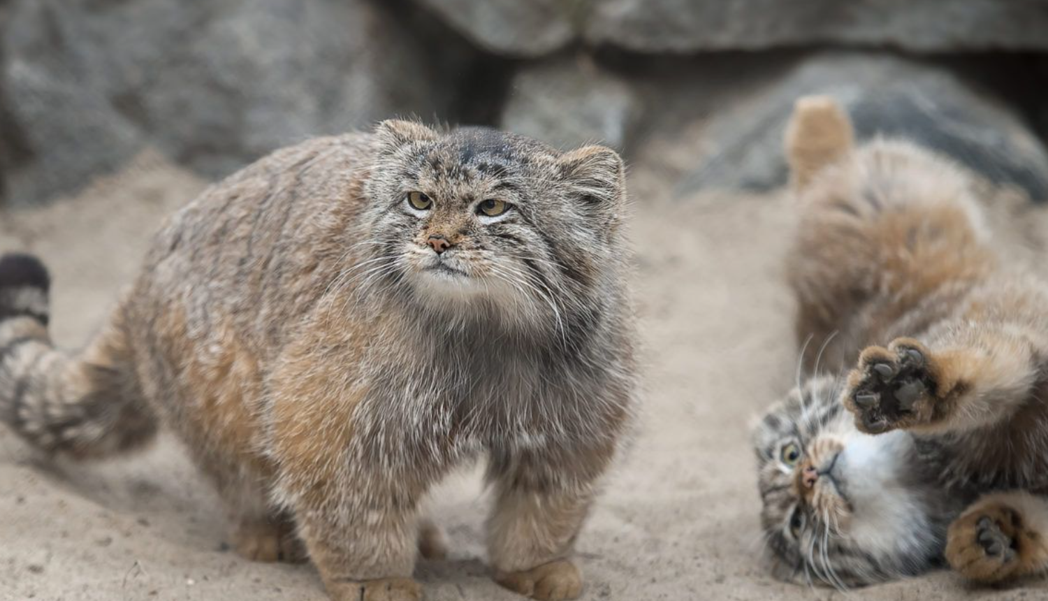Calgary Zoo's Pallas's cats find -50 C a breeze - CityNews Calgary