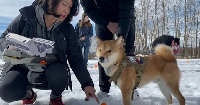 Calgary dogs treated to Easter Egg Hunt - CityNews Calgary