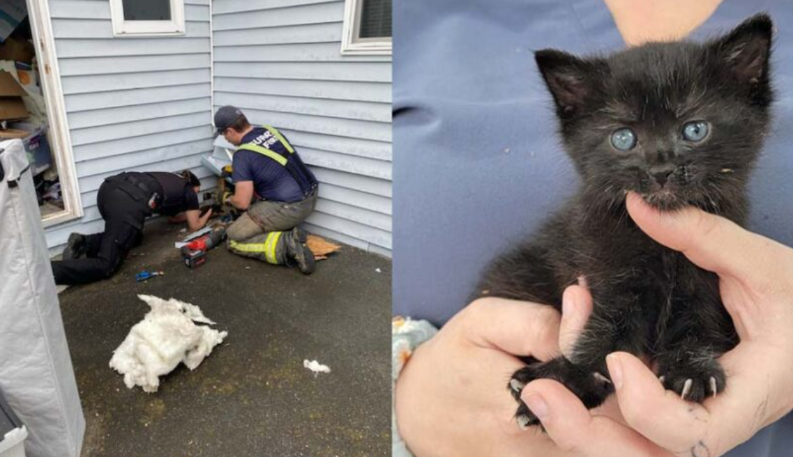 Surrey residents find a kitten in their floors | CityNews Calgary
