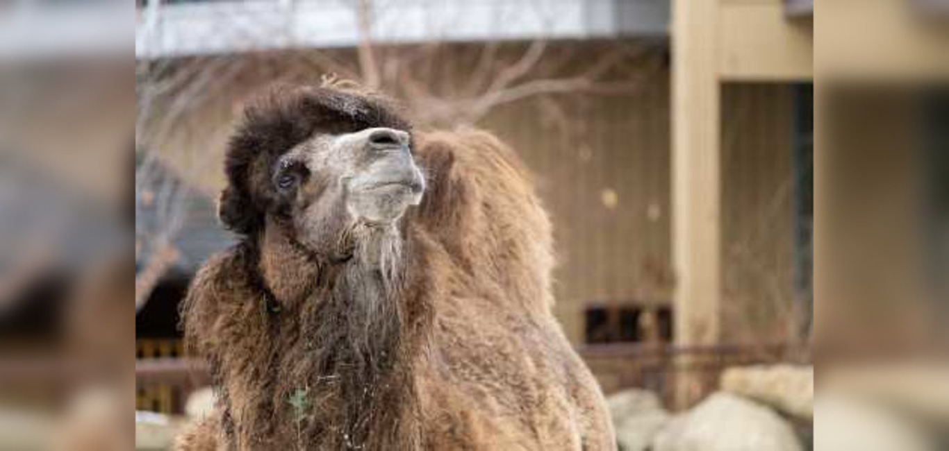 Calgary Zoo euthanize 11-year-old camel Ollie | CityNews Calgary