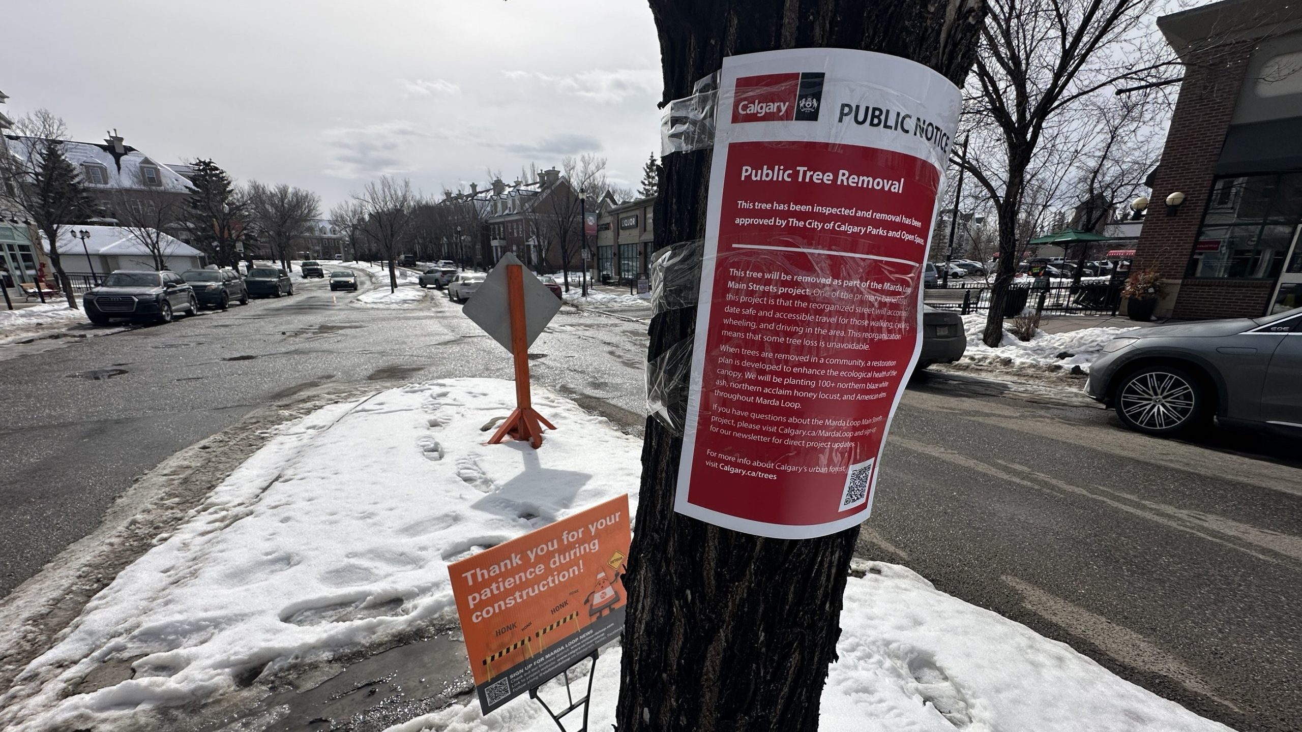 Calgarians petition to save Marda Loop trees