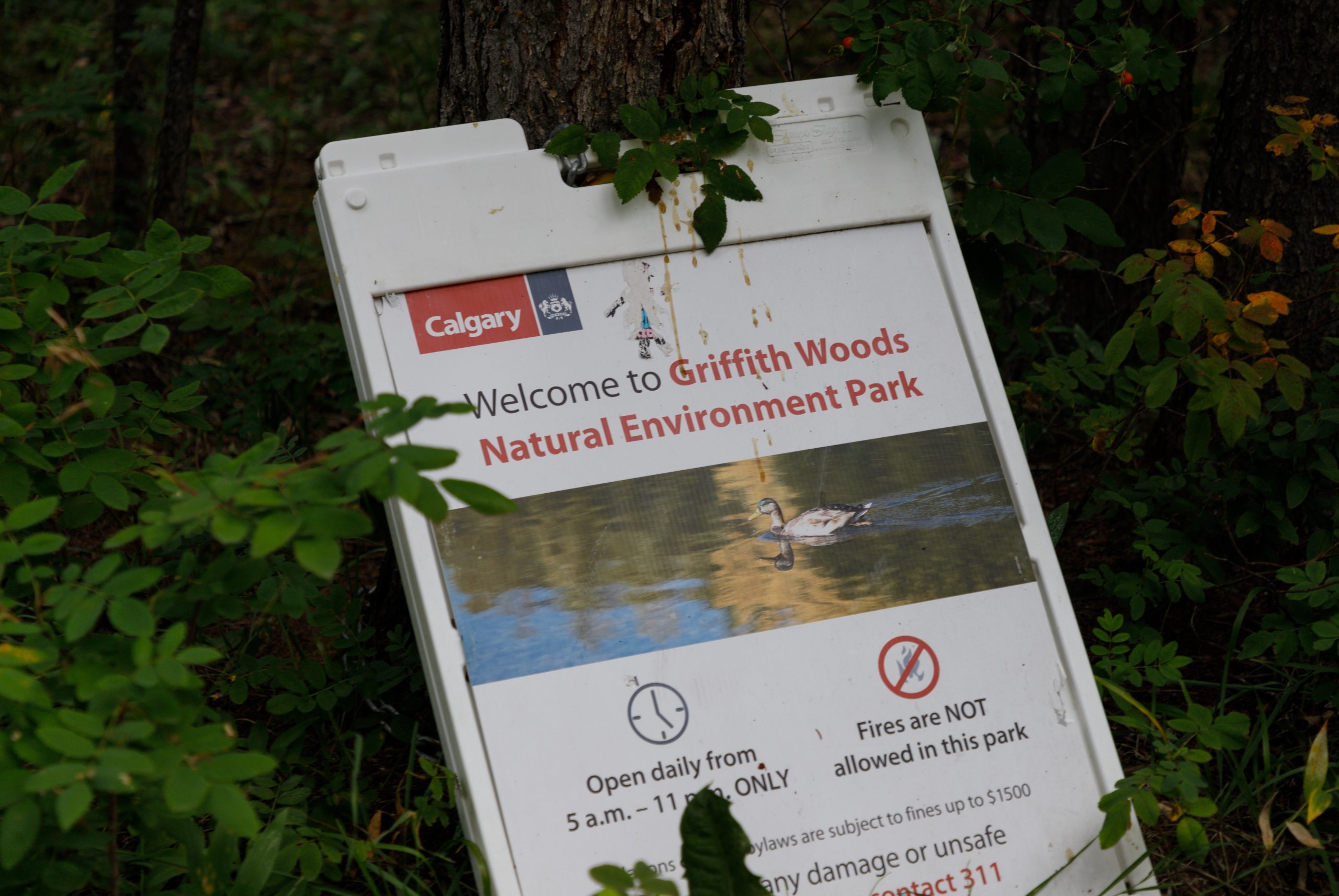 Calgary’s Discovery Ridge at risk of wildfire: expert