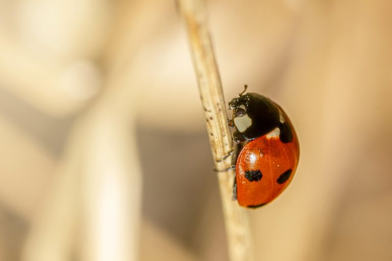 MRU expert sounds alarm on invasive ladybug population in Calgary