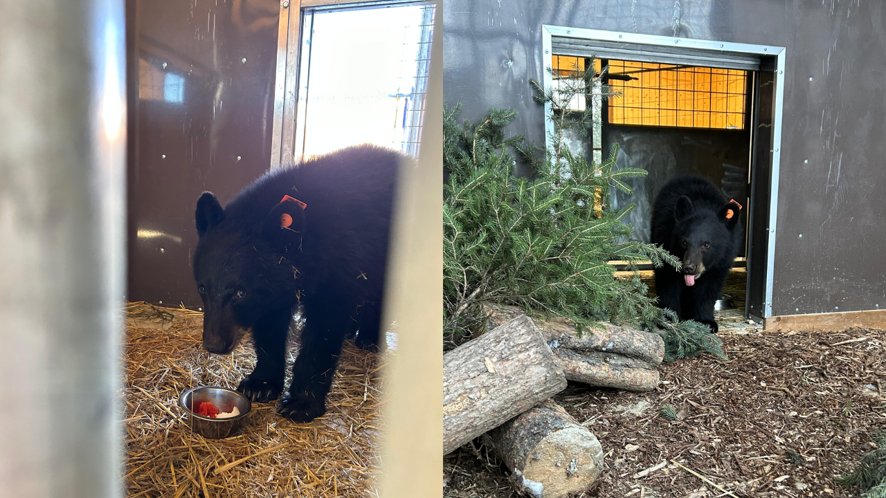 Starving orphaned black bear rescued by Alberta wildlife officials