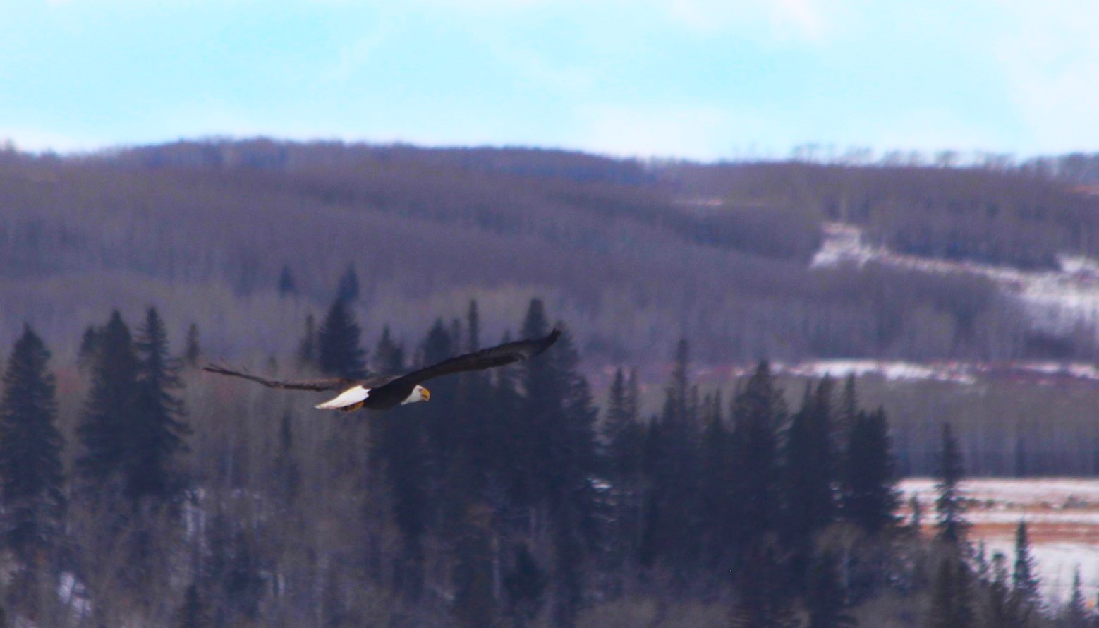 Bald eagle released in Calgary after it was found hurt in SW