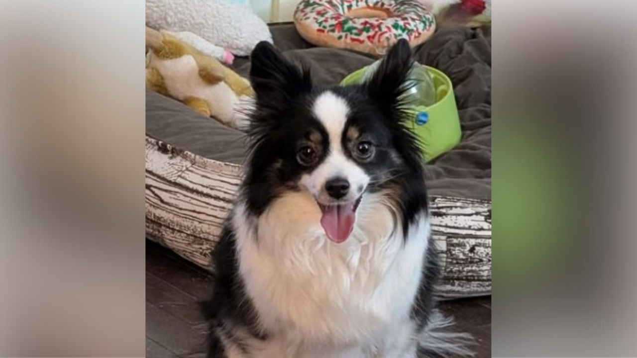 Calgary family pulling out all the stops to find lost dog Bean