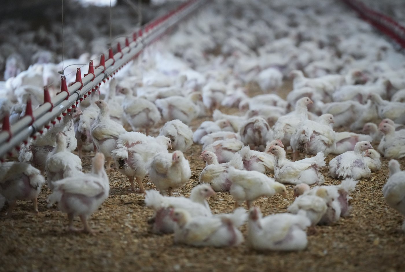 Canadian chicken prices on the rise amid supply, avian flu concerns