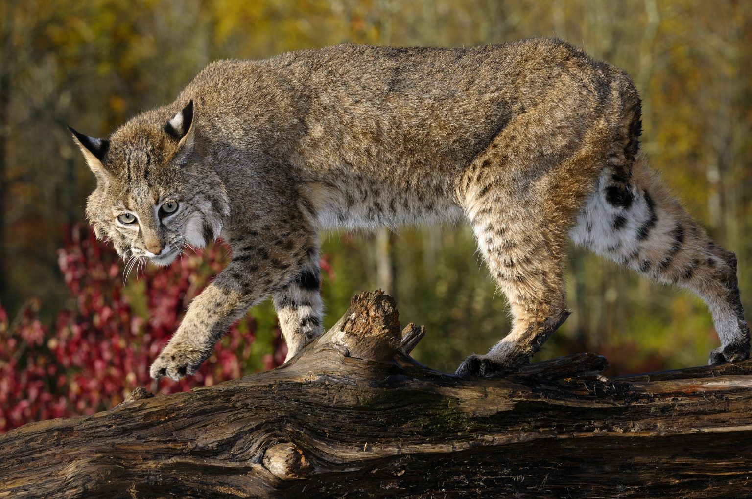 2 bobcat attacks days apart in Calgary Parkland may be same cat