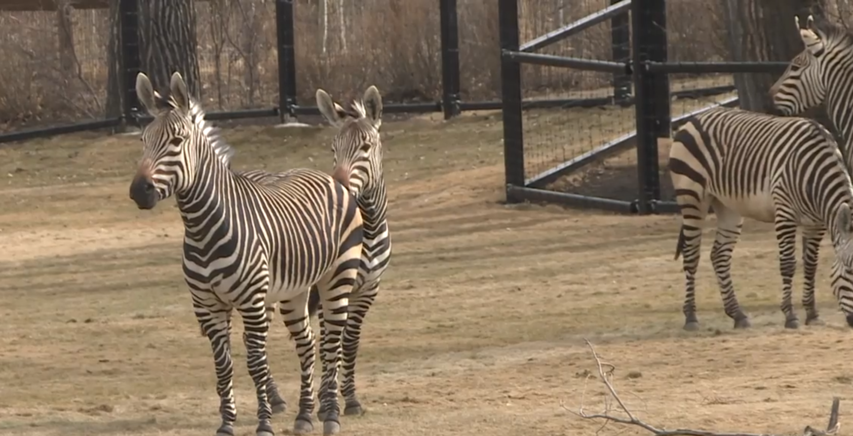 Calgary Zoo unveiling newly revamped areas in African Savannah exhibit