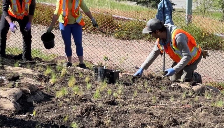 Calgary plants new homes for native species at Rotary Park