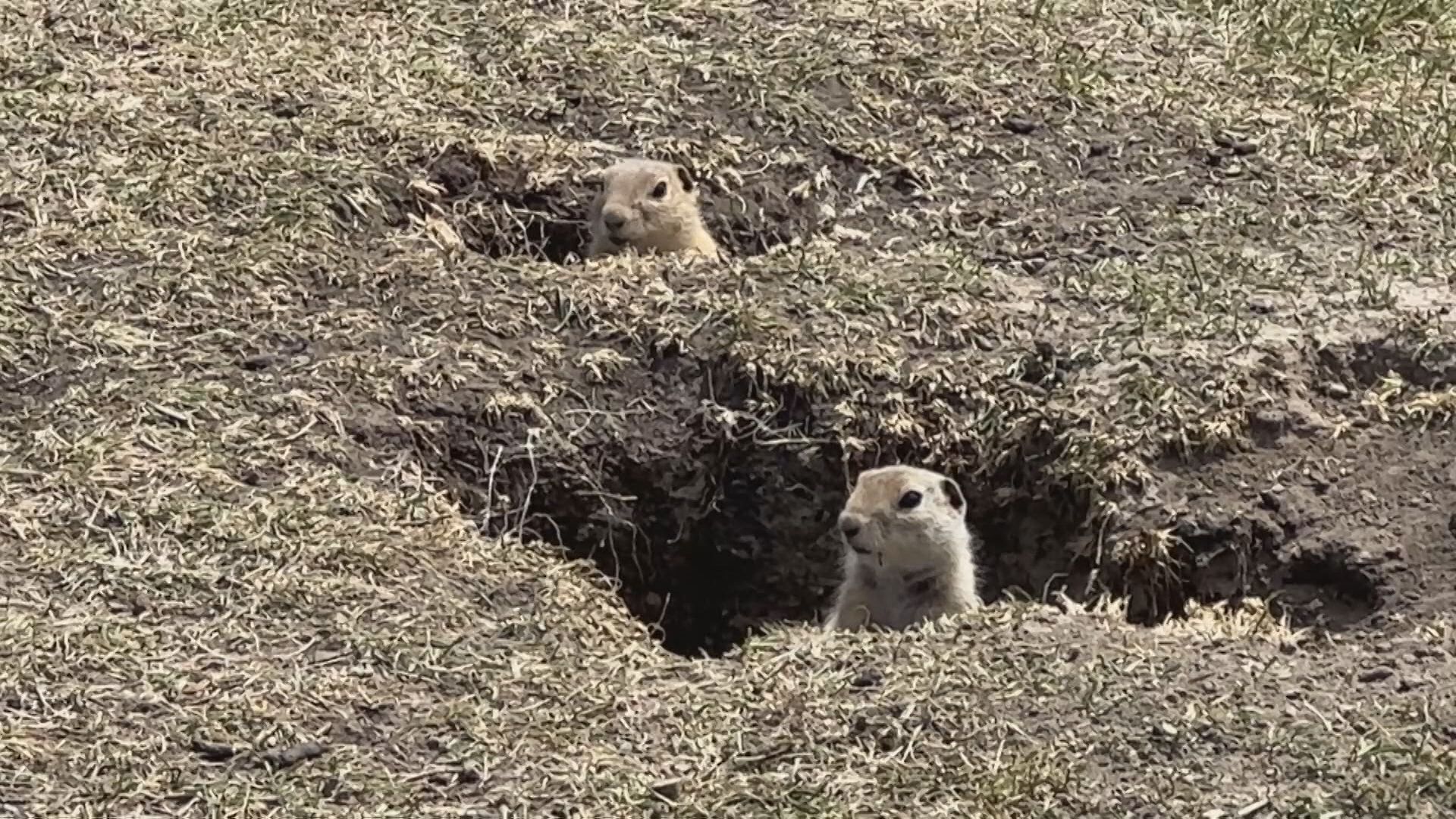 'They are a big menace:' Ground squirrels leaving holes in NE Calgary ...