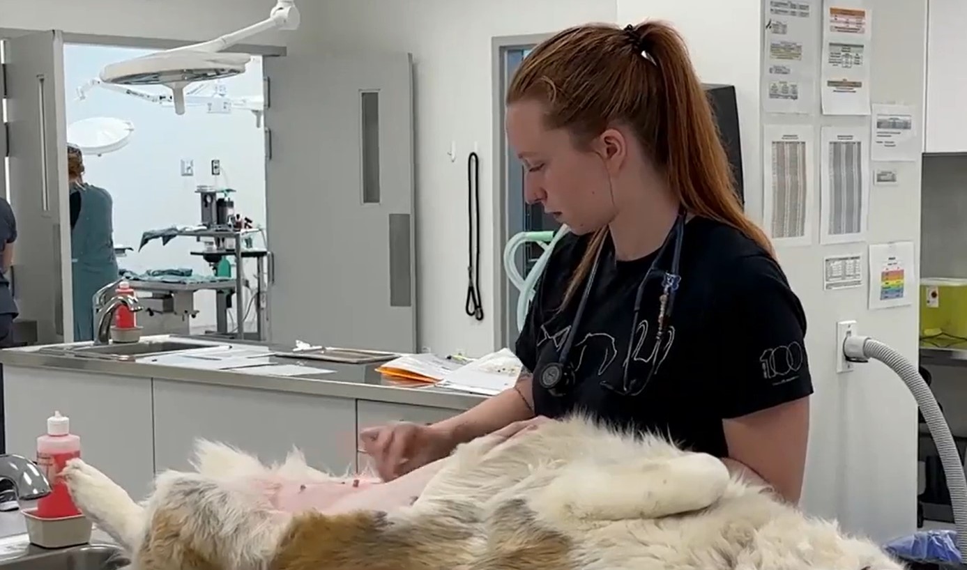 Calgary Humane Society to host free spay and neuter clinic
