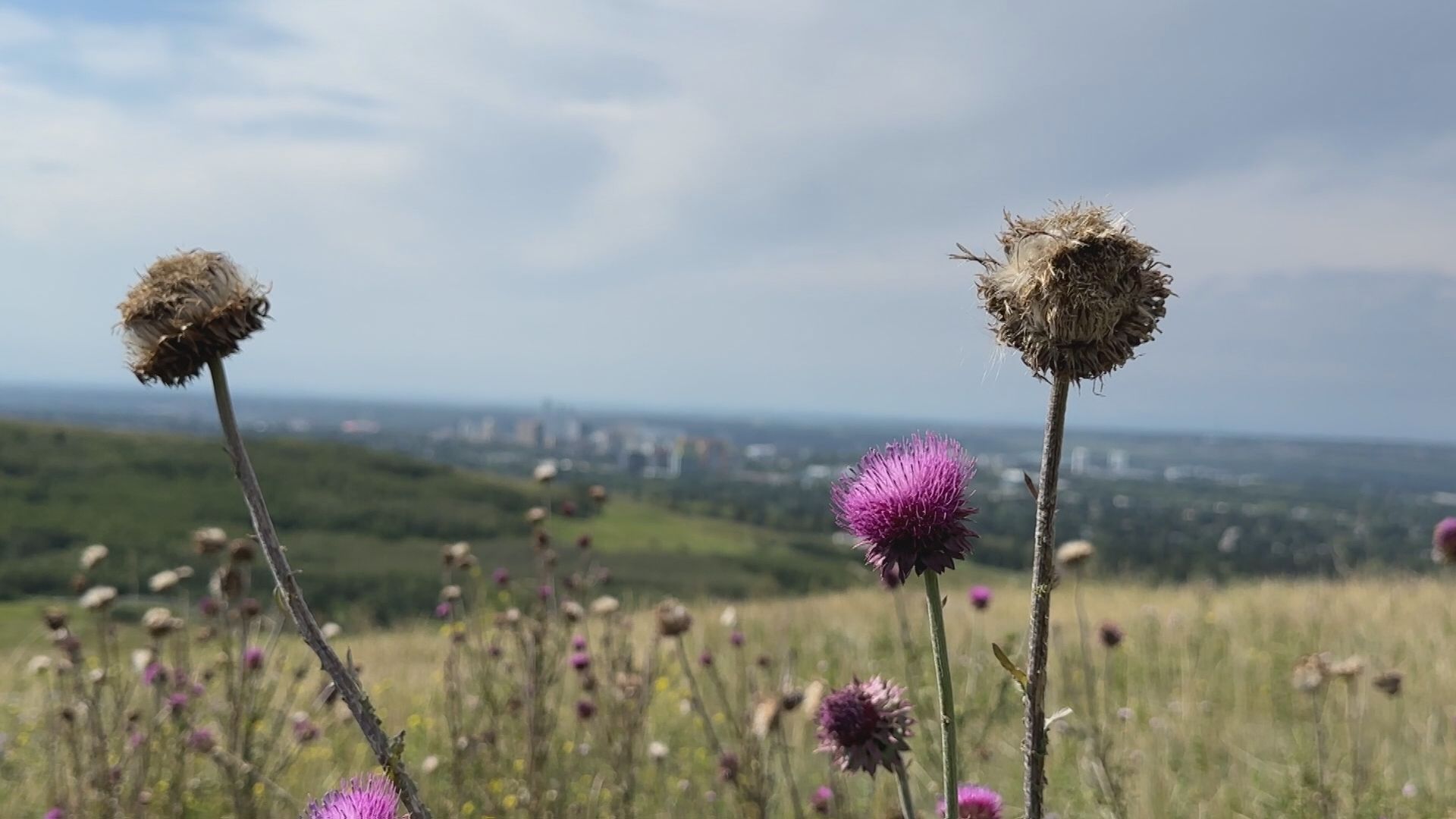 Noxious weeds sprouting in Calgary Nose Hill Park alarms resident