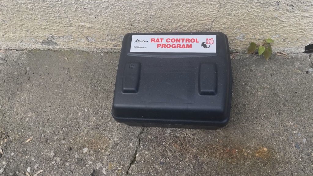 Inglewood residents unfazed by rumoured Calgary rat sighting