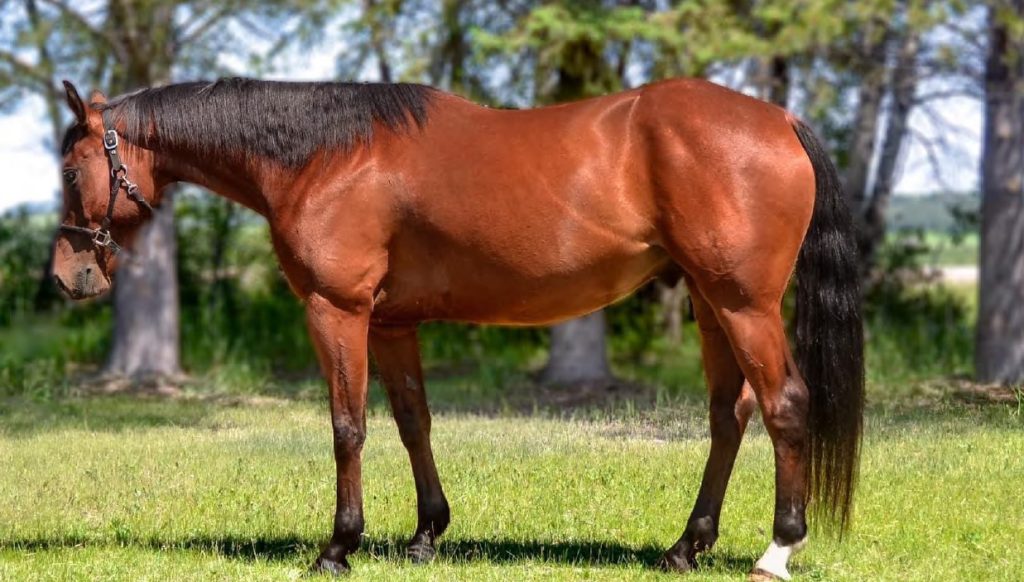 RCMP looking for Hank the horse, stolen from central Alberta