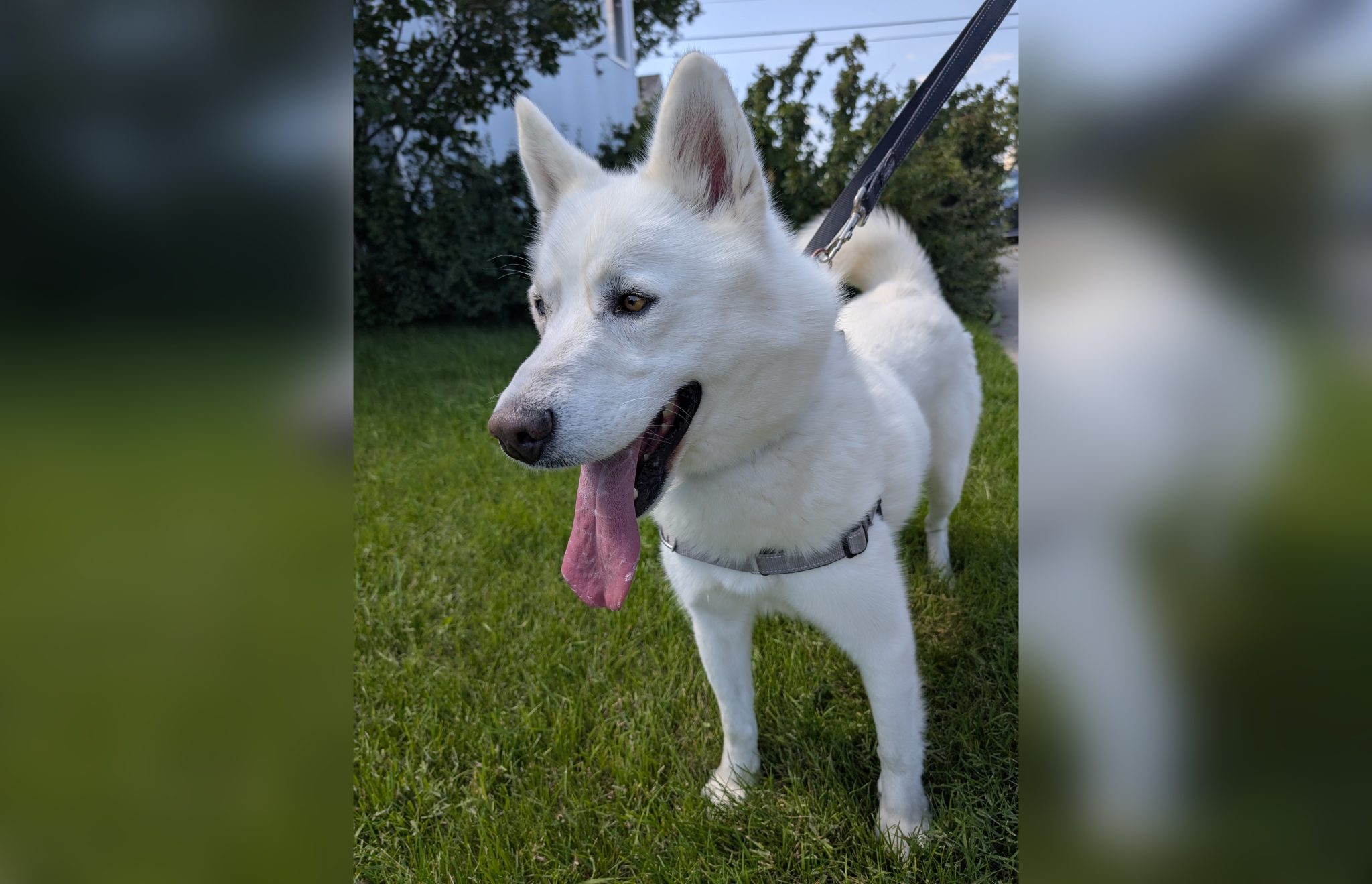 'Pause for Pets:' Take a moment to meet Chinook!