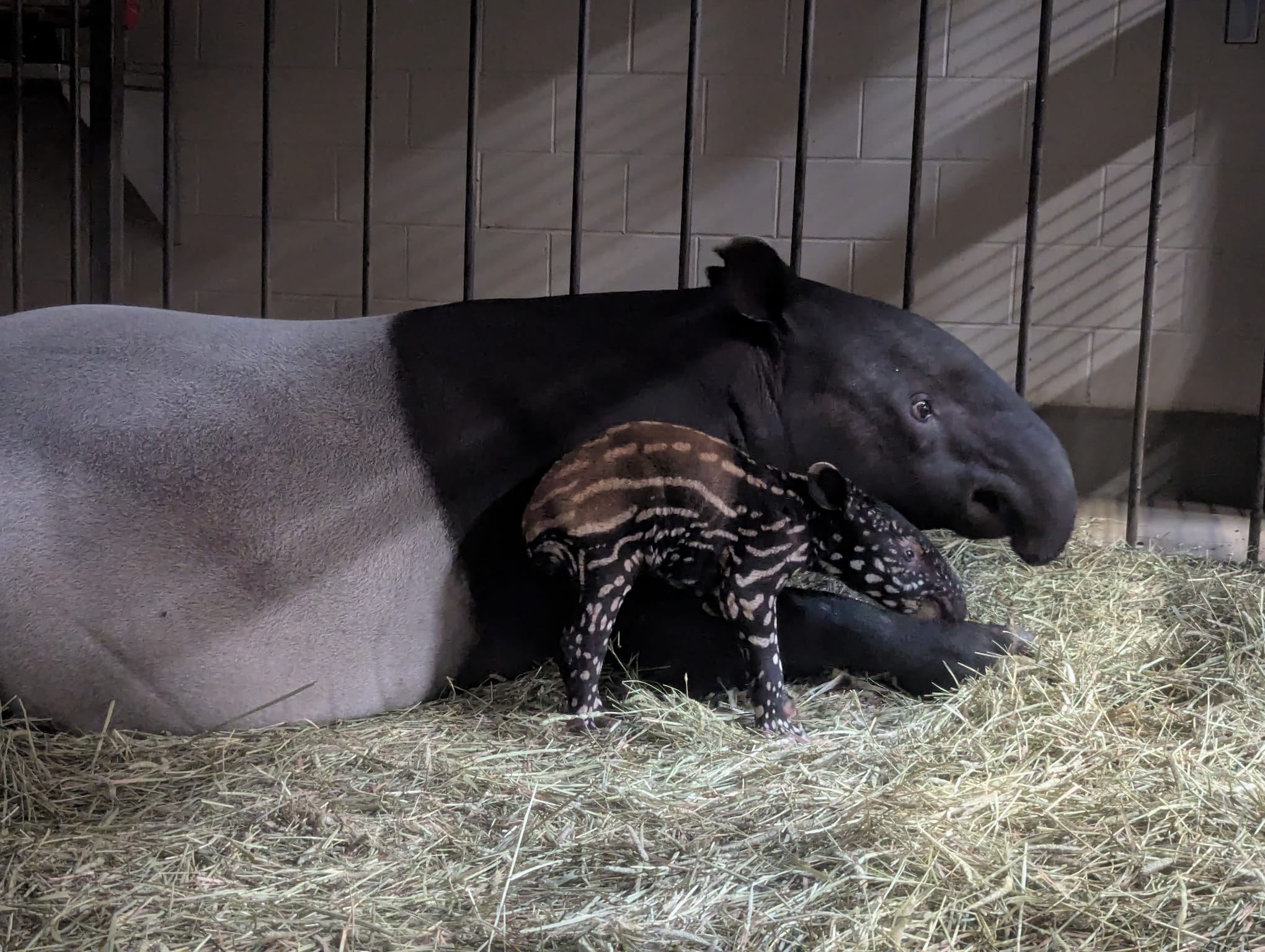 Wilder Institute/Calgary Zoo welcomes first-ever Malayan tapir calf