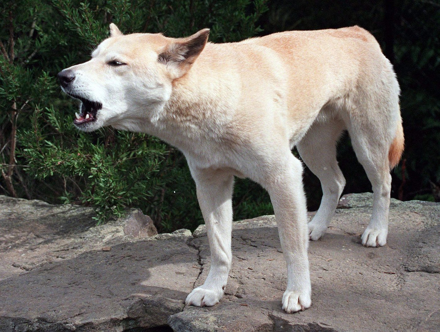 Canadian found dead on Australian island, surrounded by dingo pack ...