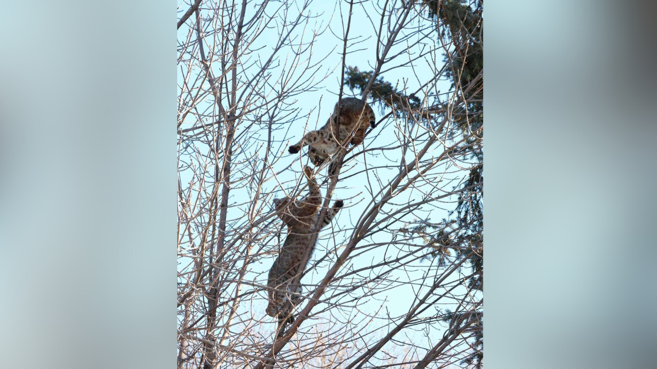 Video of bobcat fight sparks fear among SE Calgary residents