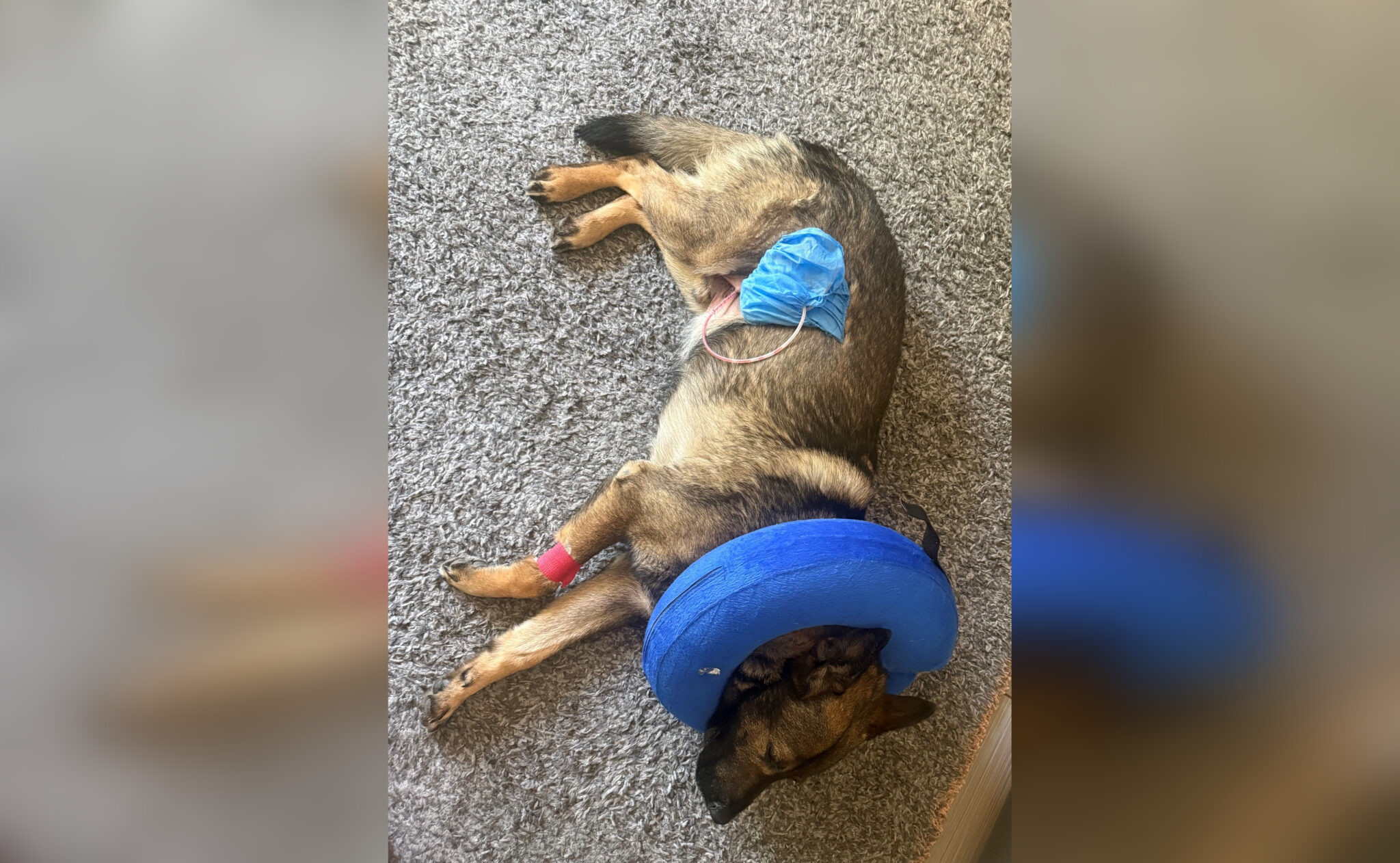 High River RCMP: Police dog injured while chasing masked robber